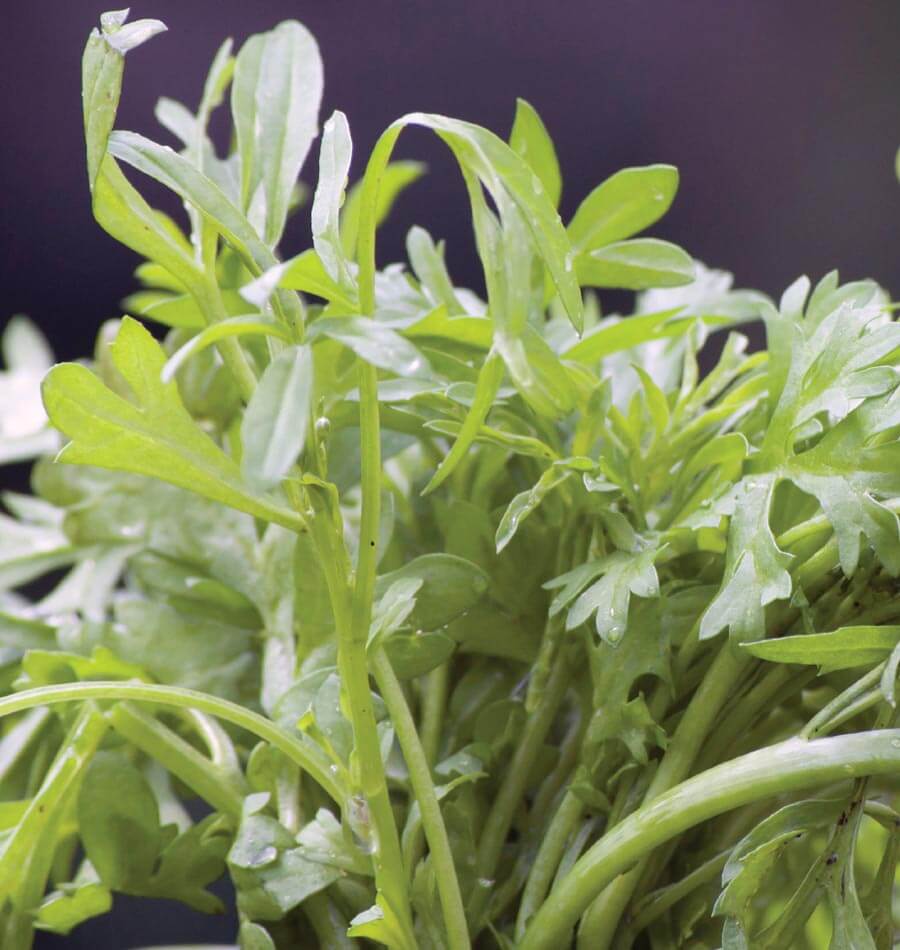 Wrinkled Crinkled Curly Cress Seeds – West Coast Seeds