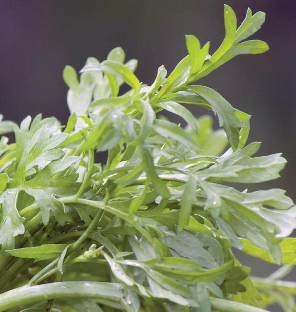 Wrinkled Crinkled Curly Cress Seeds – West Coast Seeds