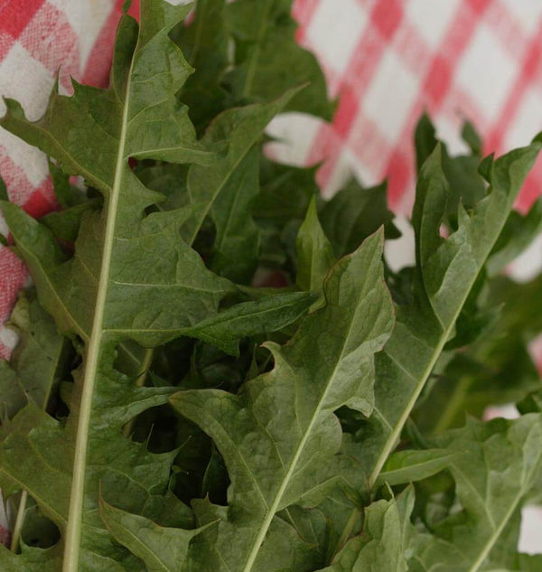 Italian Dandelion Chicory Seeds – West Coast Seeds
