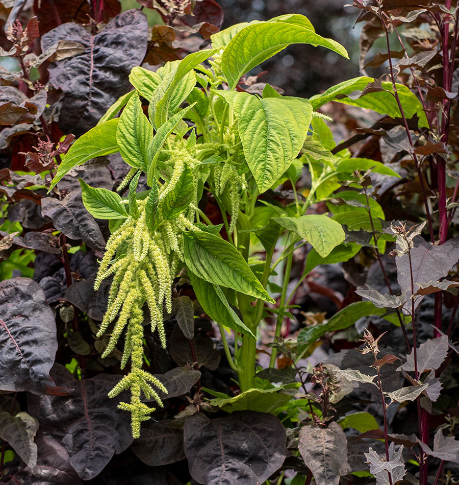 Jamaican Callaloo Plant
