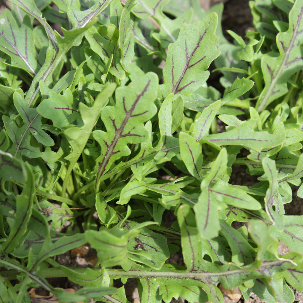 Dragon's Fire Arugula Seeds – West Coast Seeds