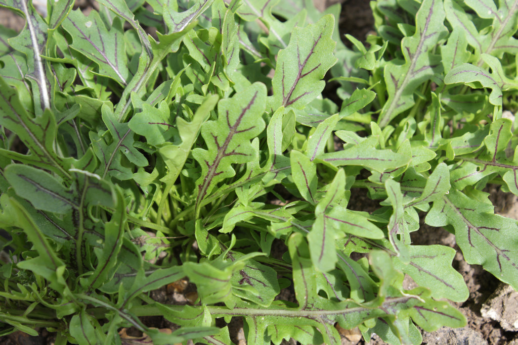 Dragon's Fire – West Coast Seeds