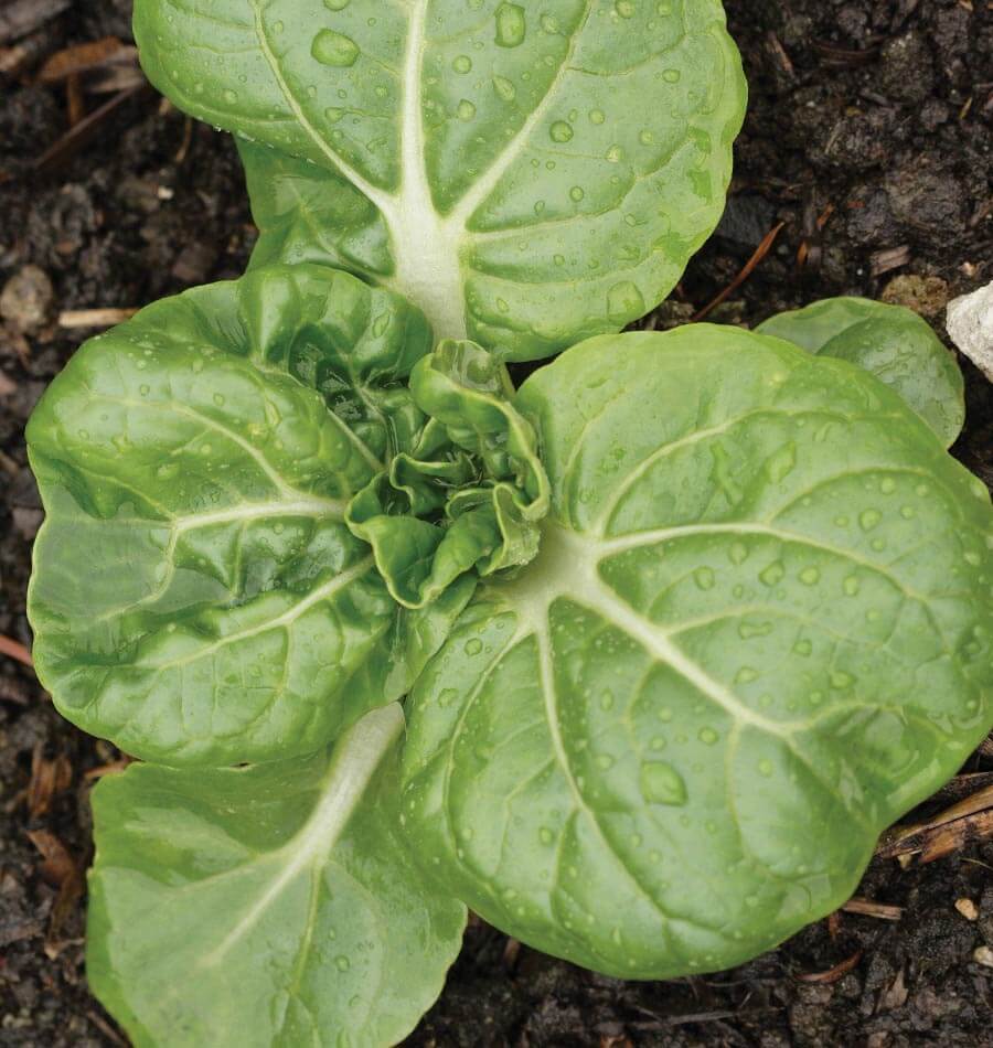 Toy Choy F1 Pac Choi Seeds – West Coast Seeds