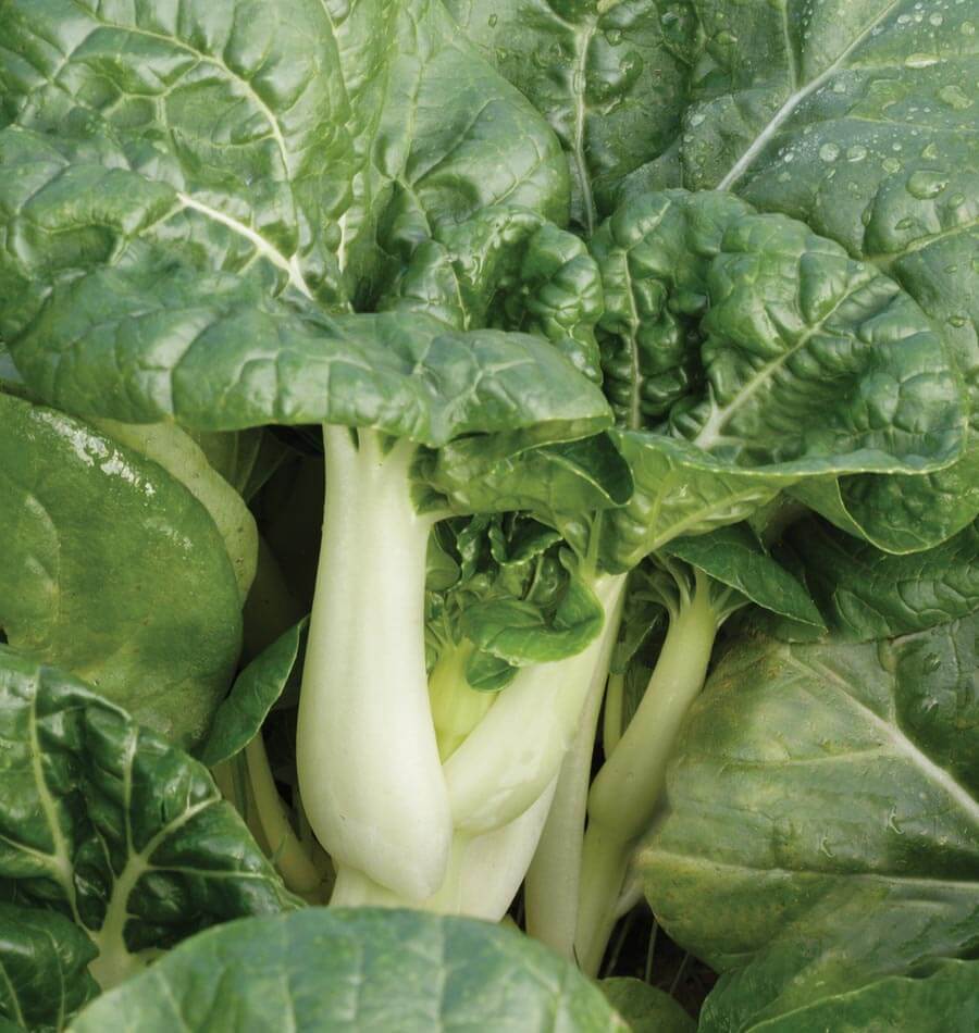 Toy Choy Pac Choi Seeds – West Coast Seeds