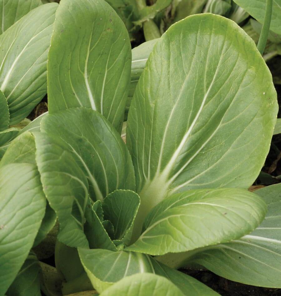 White Stemmed Pac Choi Seeds – West Coast Seeds