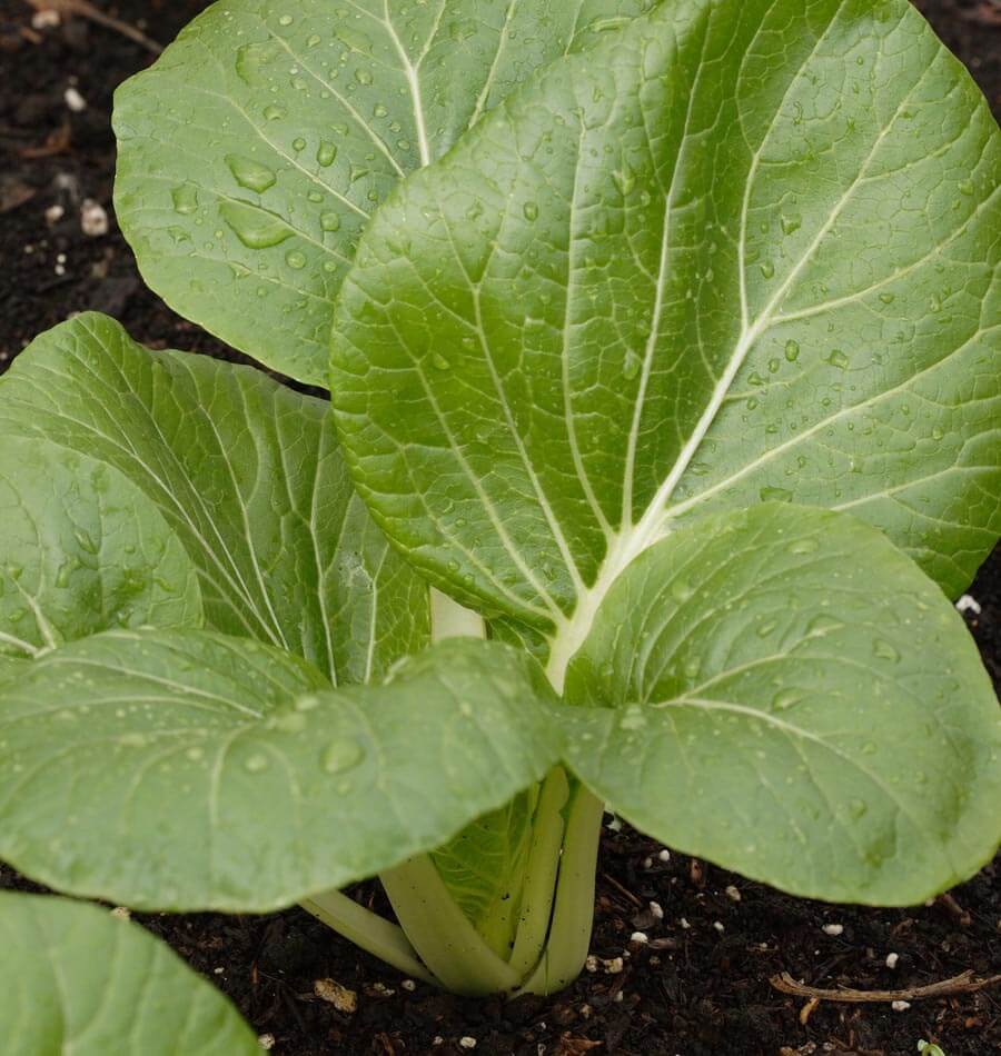 White Stemmed Pac Choi Seeds – West Coast Seeds