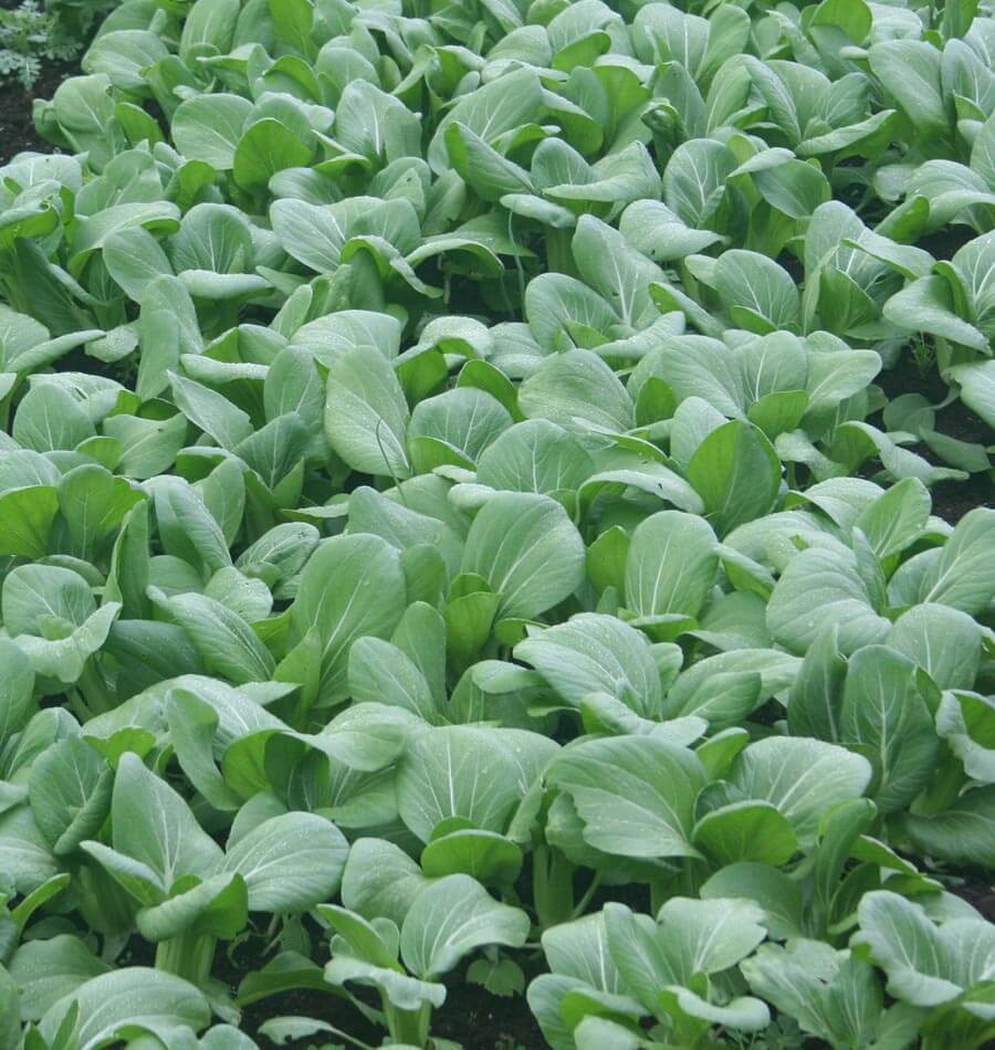 Ching Chiang Shanghai Pac Choi Seeds – West Coast Seeds