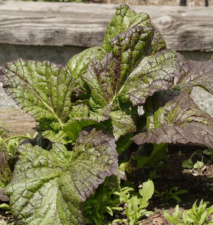 Giant Red Mustard Seeds – West Coast Seeds