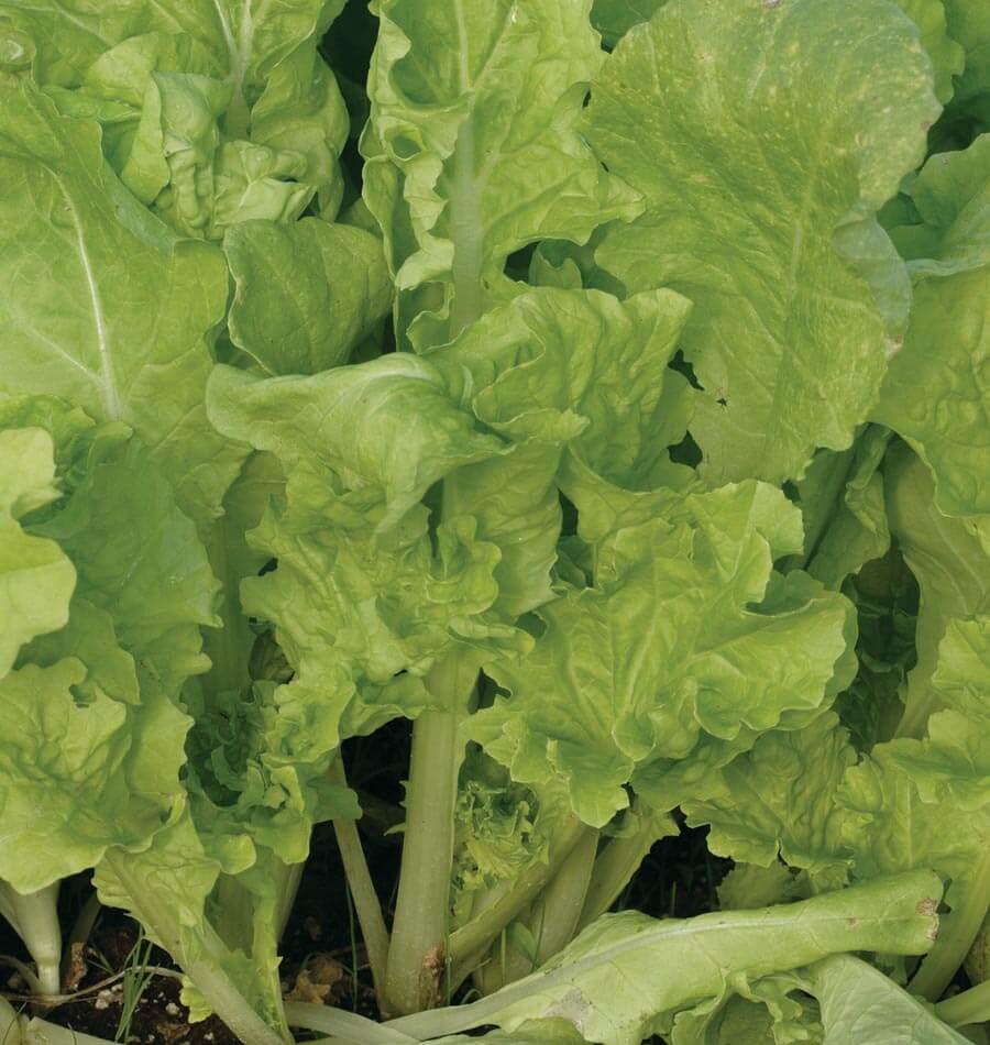 Taiwan Pac Choi Seeds – West Coast Seeds