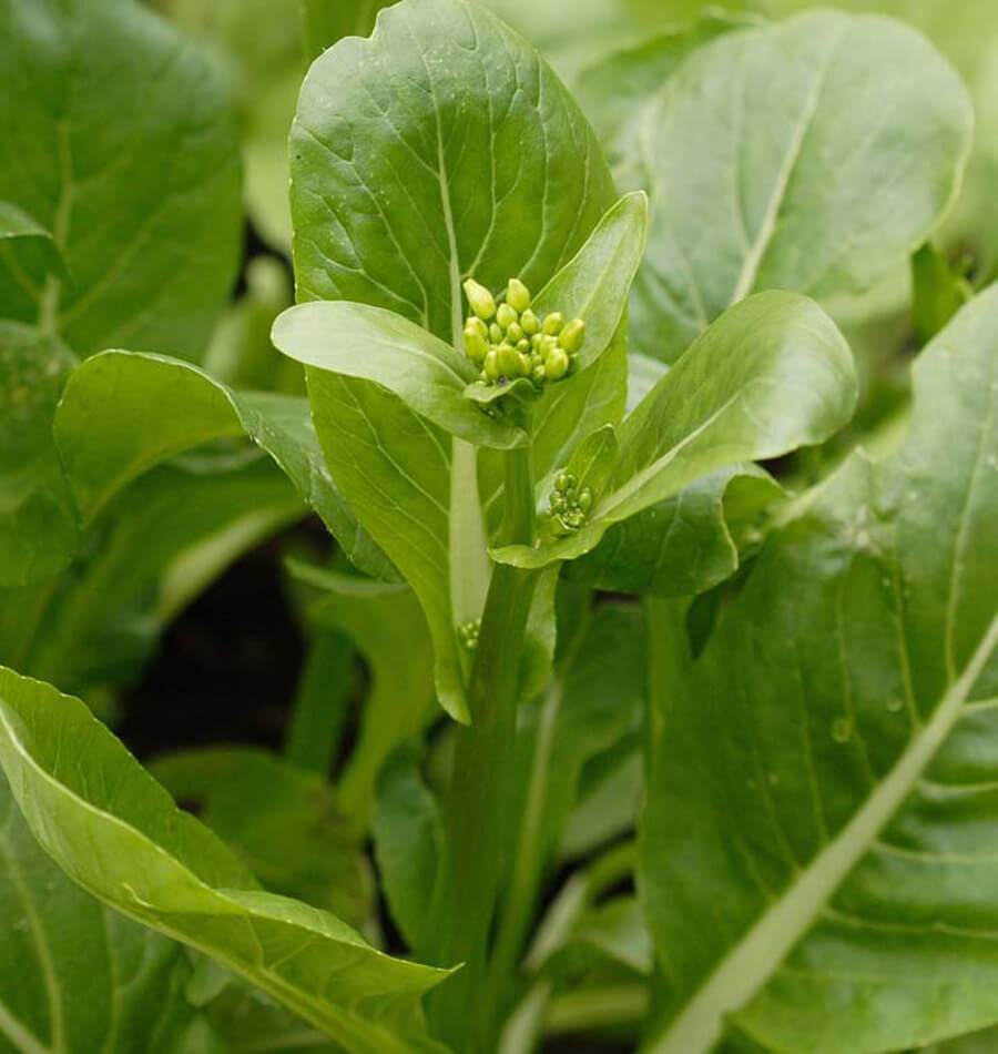 Jade Spring Choi Sum Seeds – West Coast Seeds