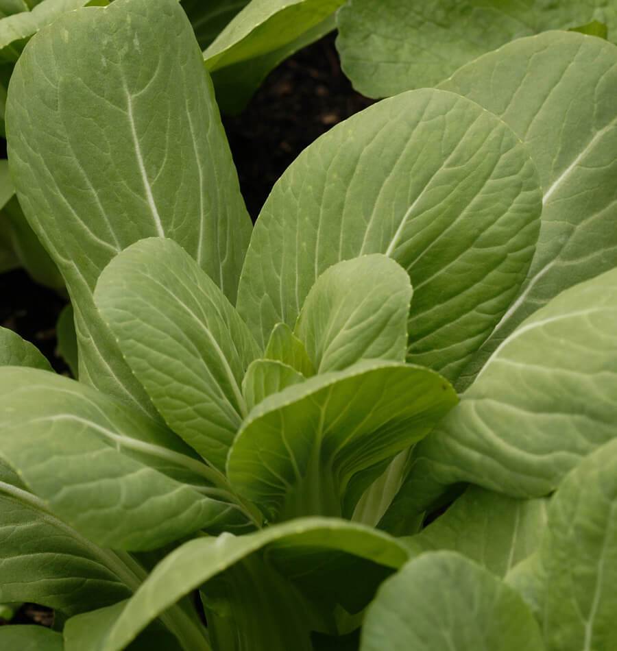 Mei Qing Choi Pac Choi Seeds – West Coast Seeds