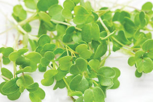 Fall Rye Cover Crop Seeds – West Coast Seeds