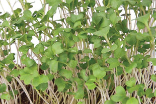 Native Plants of British Columbia – West Coast Seeds