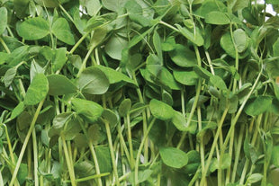 Baby Boo Pumpkin Seeds – West Coast Seeds