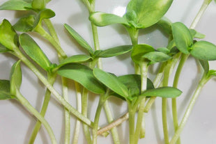 Baby Boo Pumpkin Seeds – West Coast Seeds