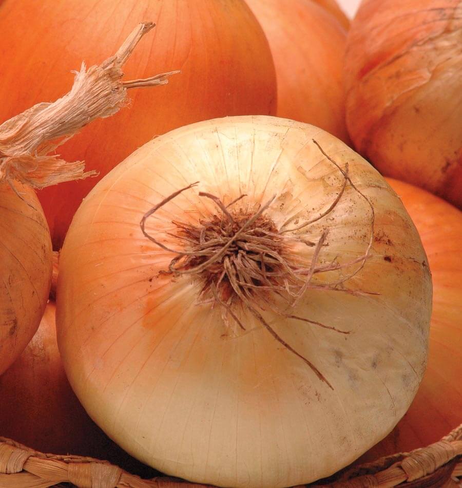 Calibra Storage Onion Seeds – West Coast Seeds