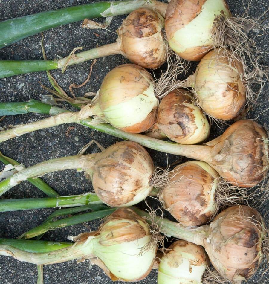 Walla Walla Sweet Onion Seeds – West Coast Seeds