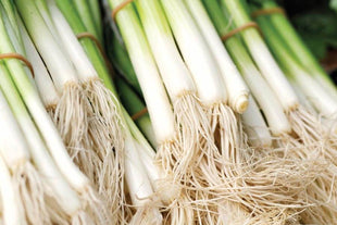 Kelsae Sweet Onion Seeds – West Coast Seeds