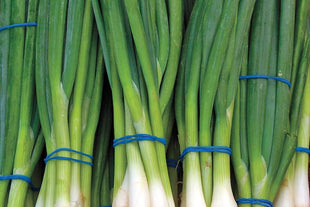 Kelsae Sweet Onion Seeds – West Coast Seeds