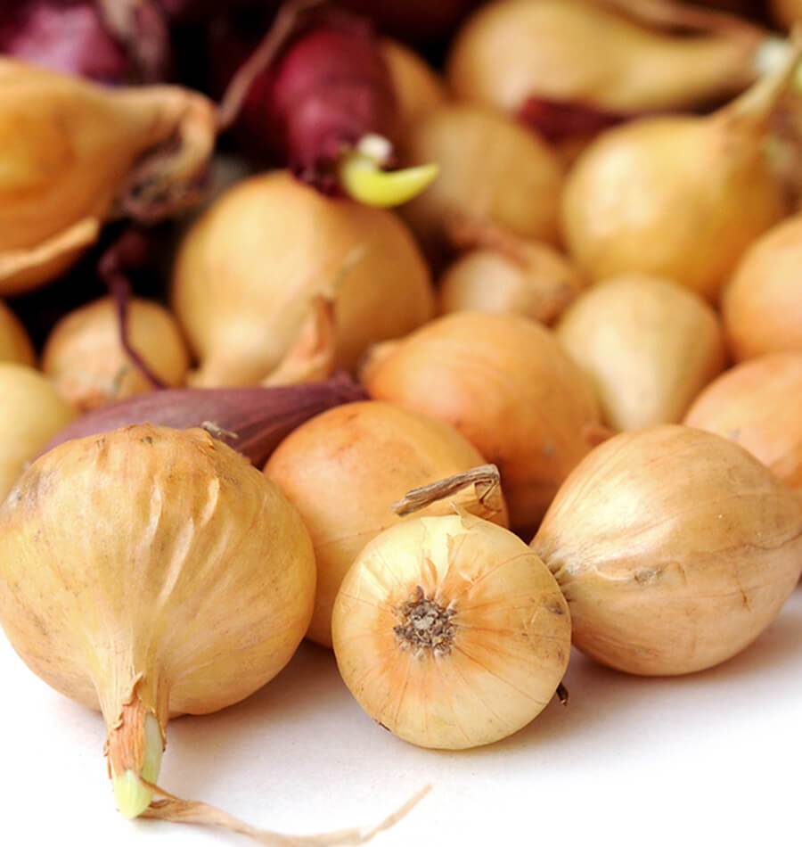 Yellow Onion Sets – West Coast Seeds
