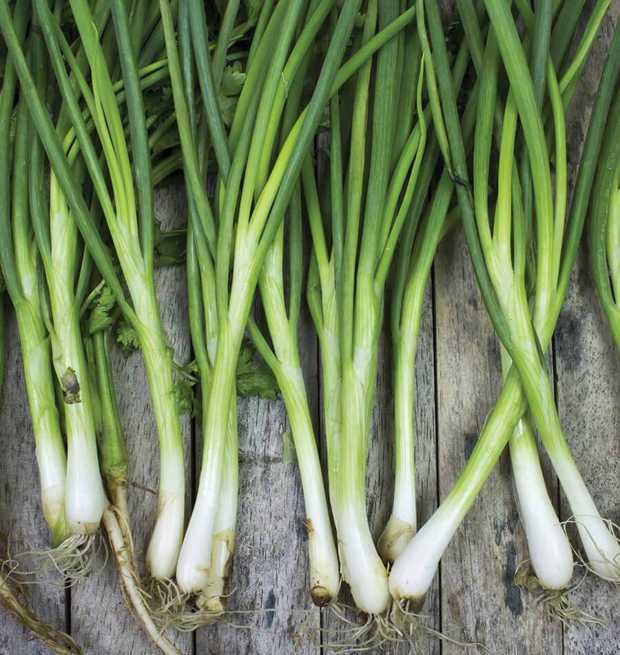 Ippon Negi F1 Scallion Seeds – West Coast Seeds