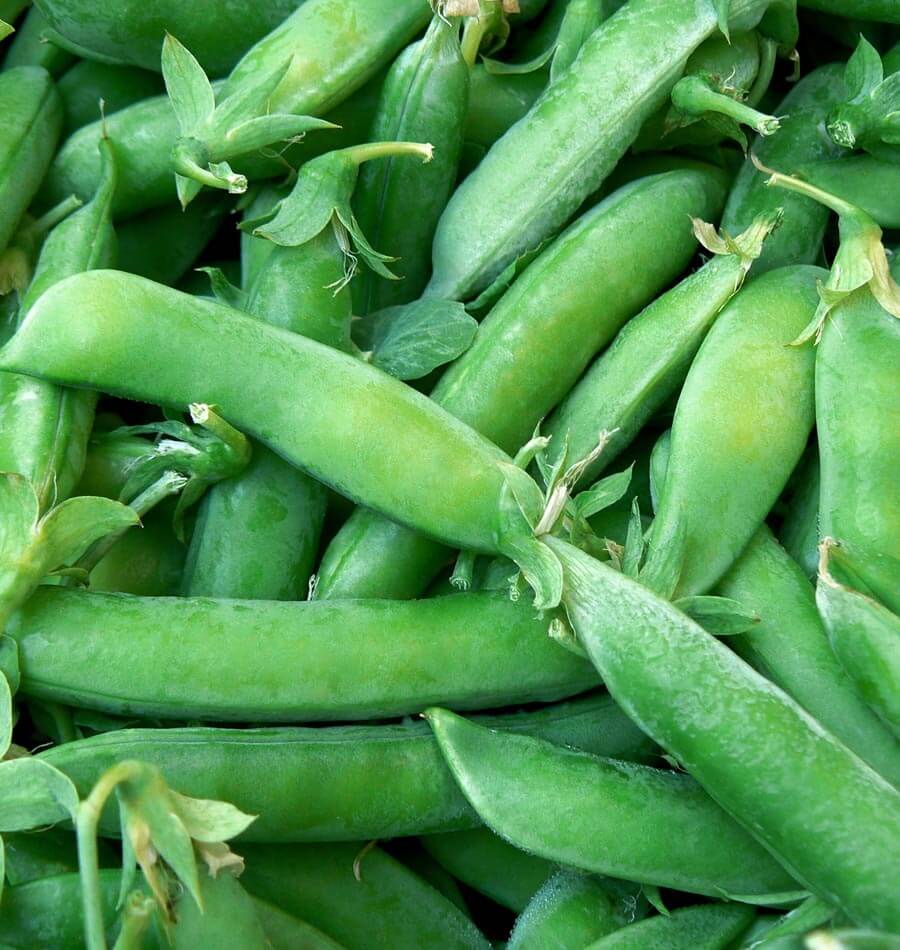 Super Sugar Snap Pea Seeds – West Coast Seeds