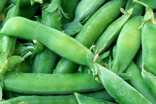 How to Grow Lavatera from seeds | Mallow – West Coast Seeds