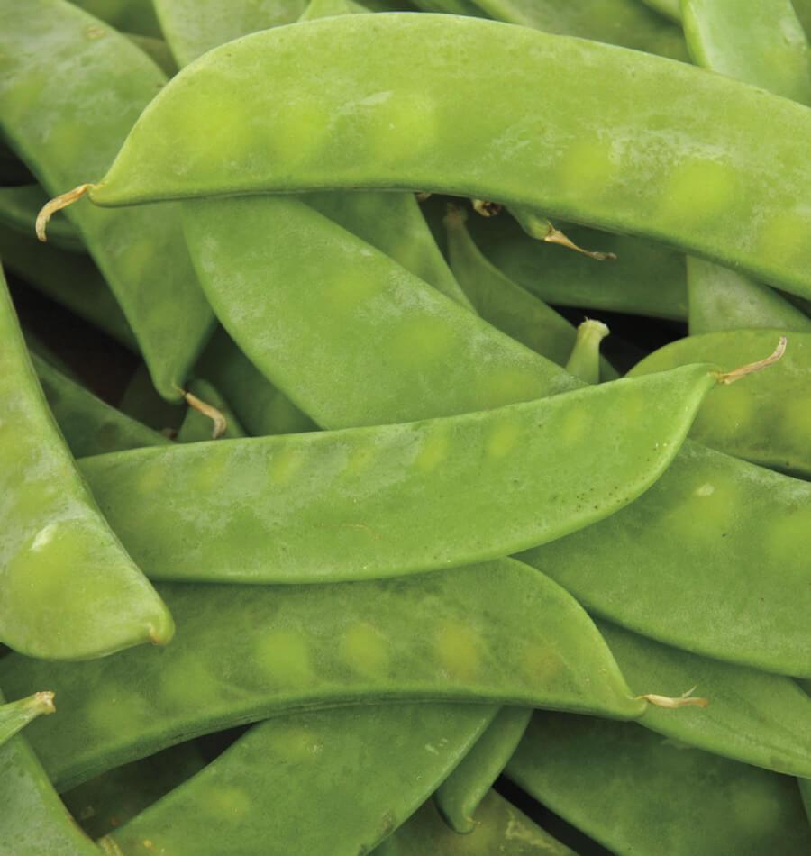 Mammoth Melting Sugar Snow Pea Seeds – West Coast Seeds