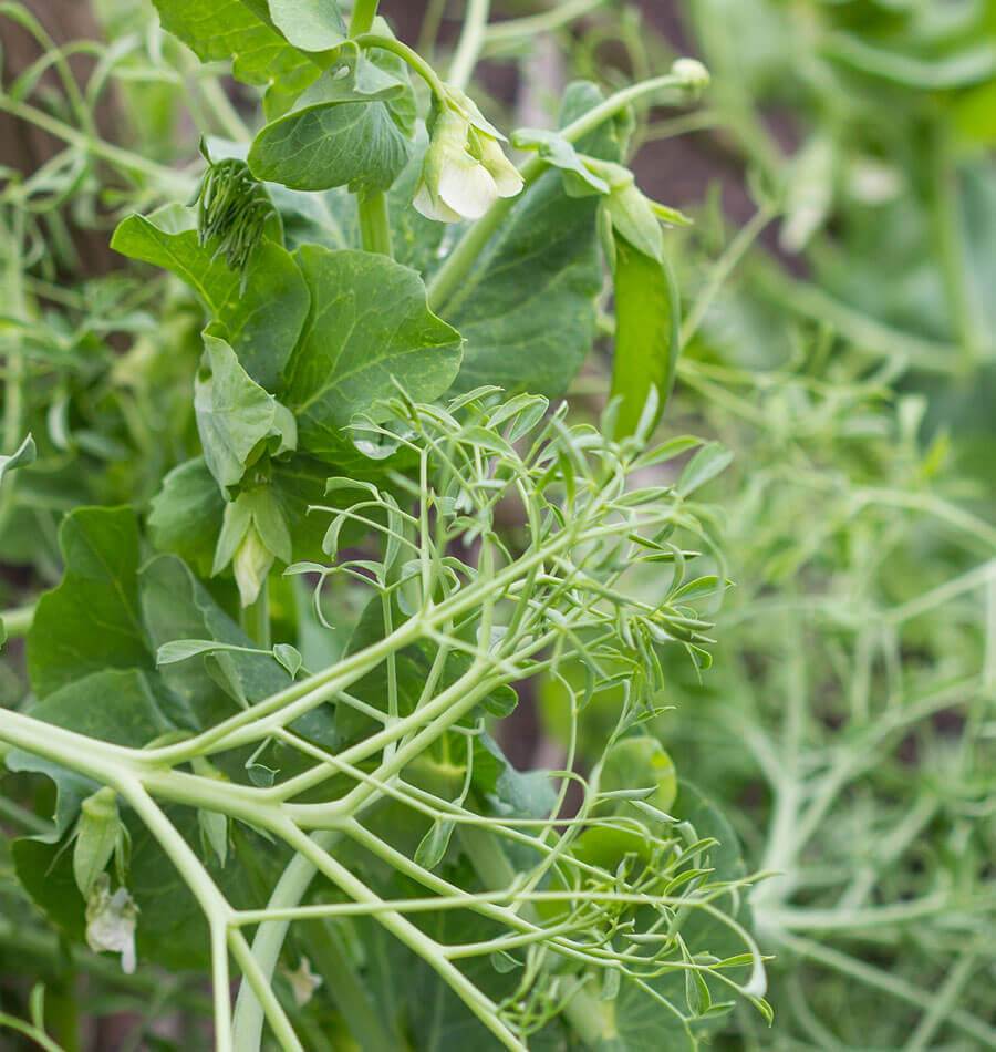 Parsley Pea Seeds – West Coast Seeds