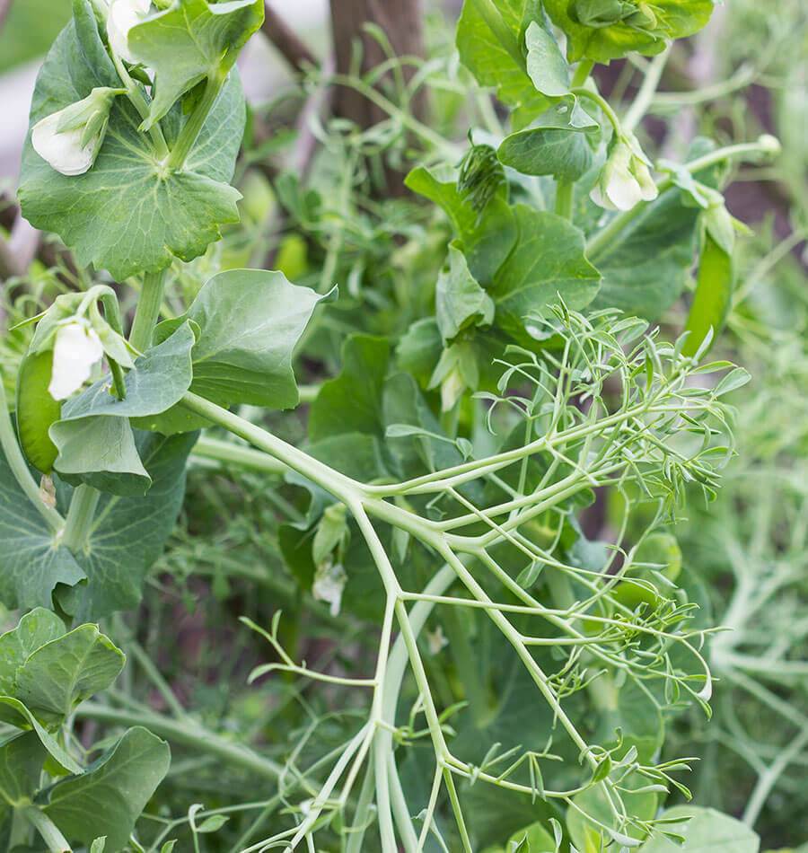 Parsley Pea Seeds – West Coast Seeds