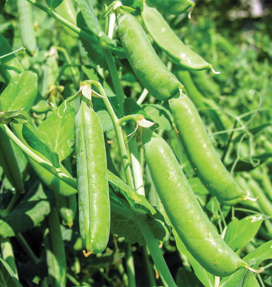 Bolero Shelling Pea Seeds – West Coast Seeds