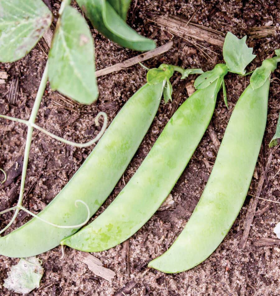 Sabre Shelling Pea Seeds | West Coast Seeds