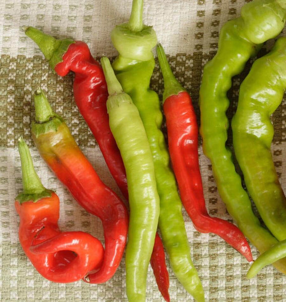 Purchase Italian Hot Pepper Plants Pepperoncini Pepper Seeds – West