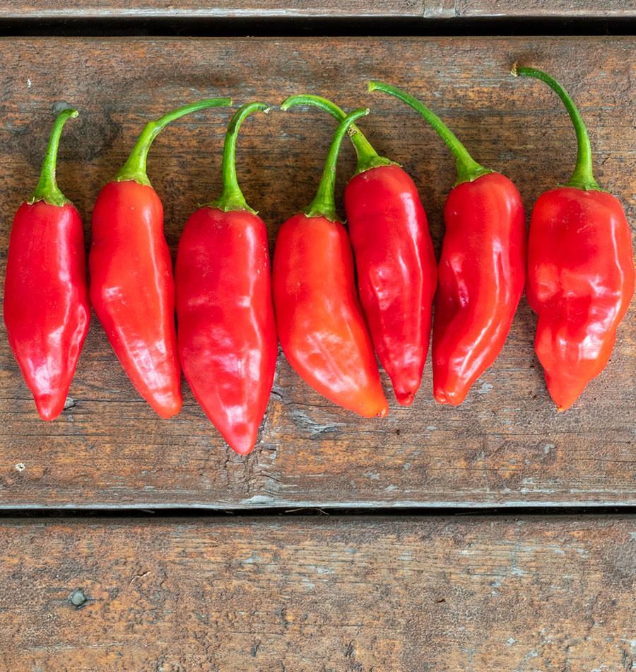 Aji Rico F1 Pepper Seeds | West Coast Seeds