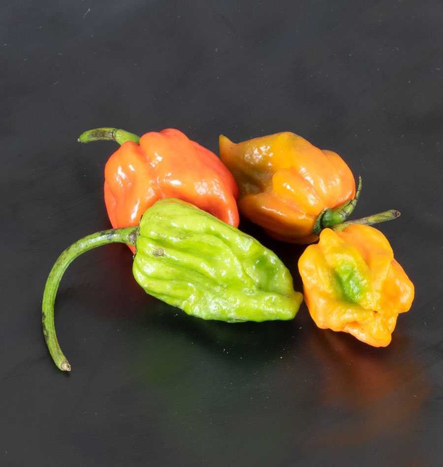 scorpion pepper