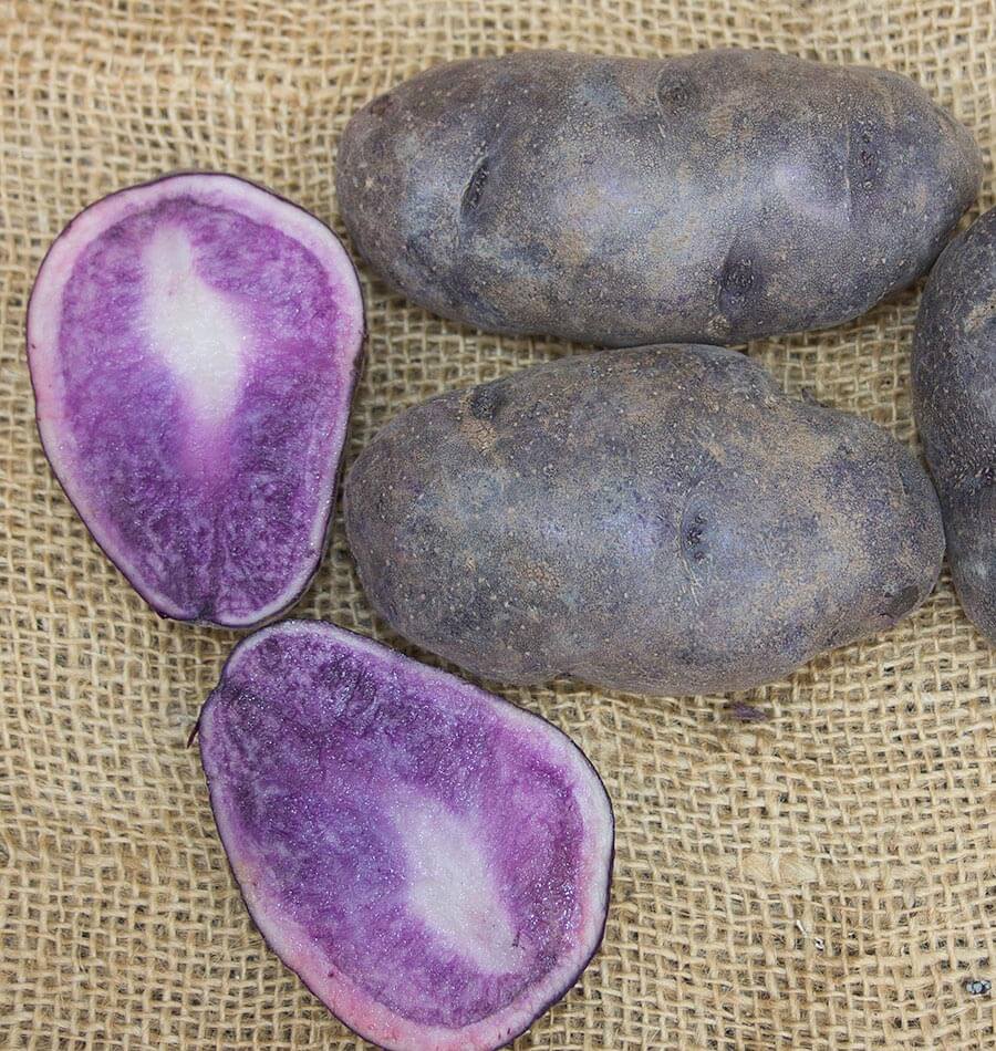 Russian Blue Organic Seed Potatoes – West Coast Seeds
