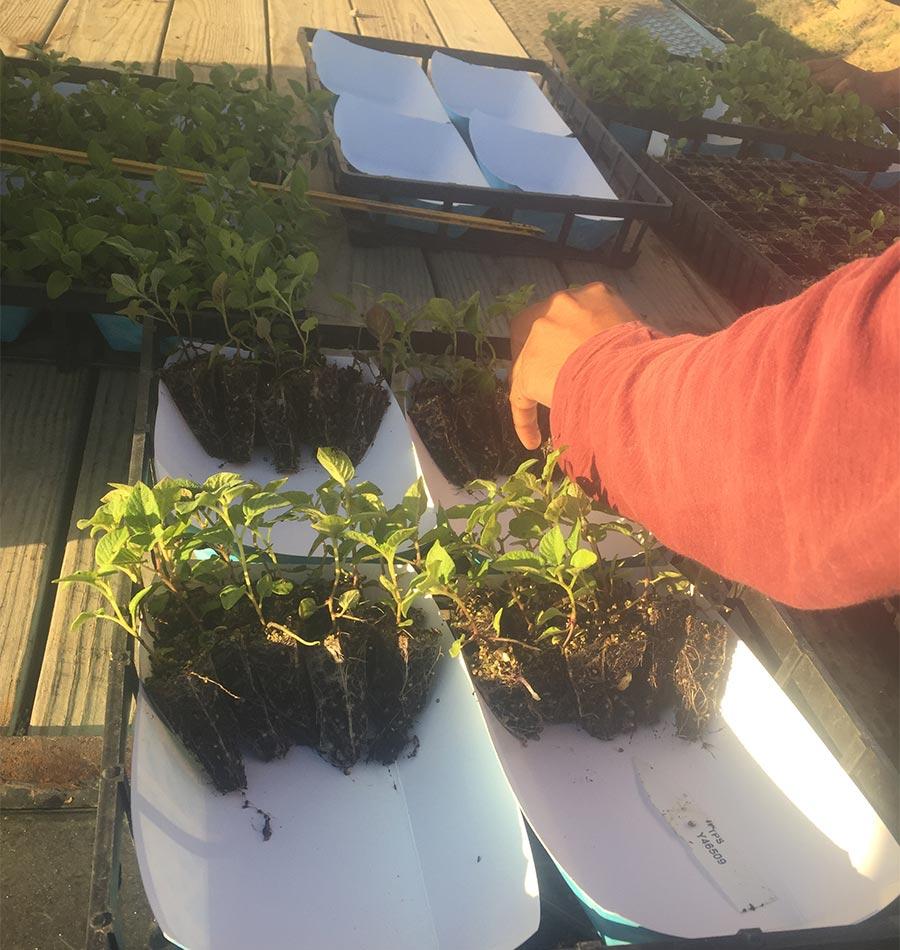 Clancy Pelleted – West Coast Seeds