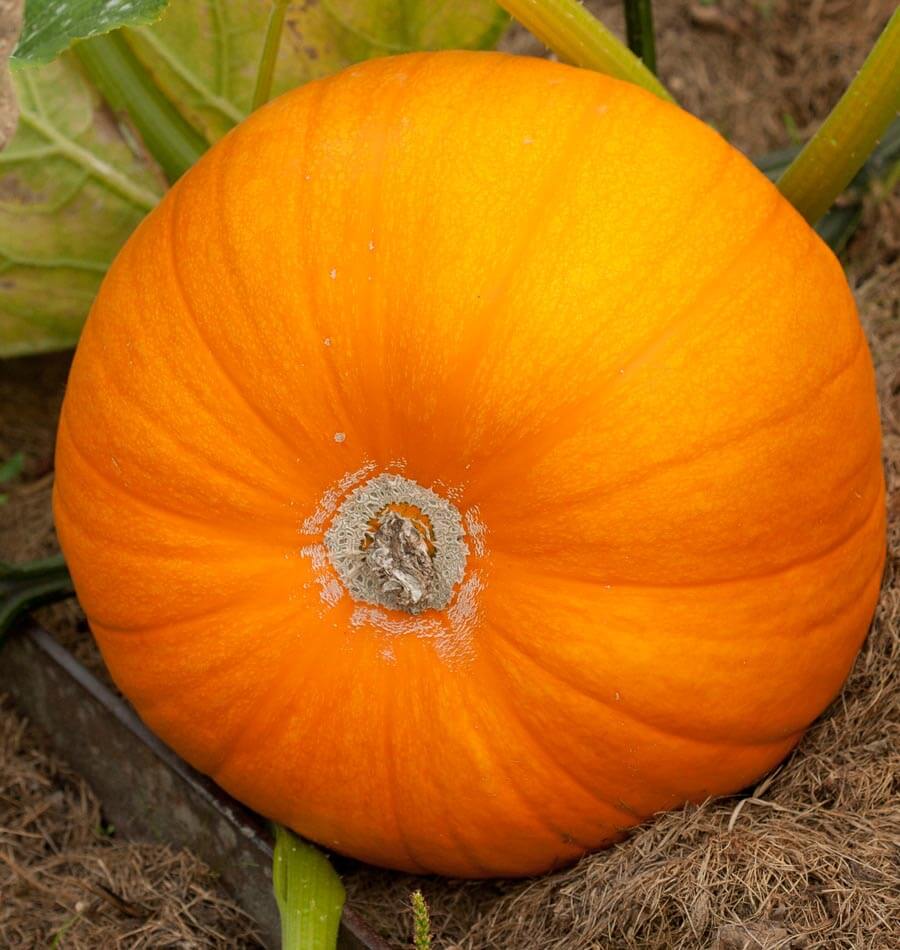 Neon Pumpkin Seeds – West Coast Seeds