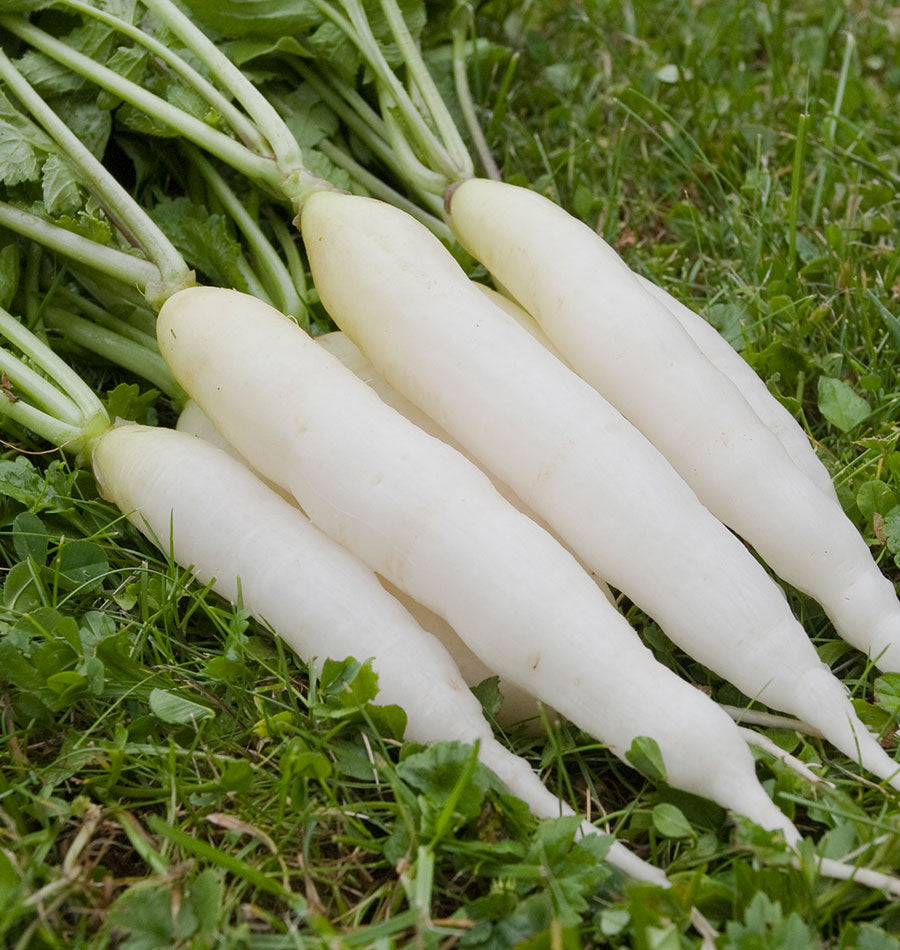 White Icicle Radish Seeds – West Coast Seeds