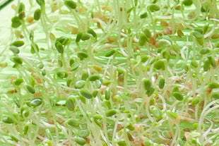 How to Grow Fall Rye – West Coast Seeds