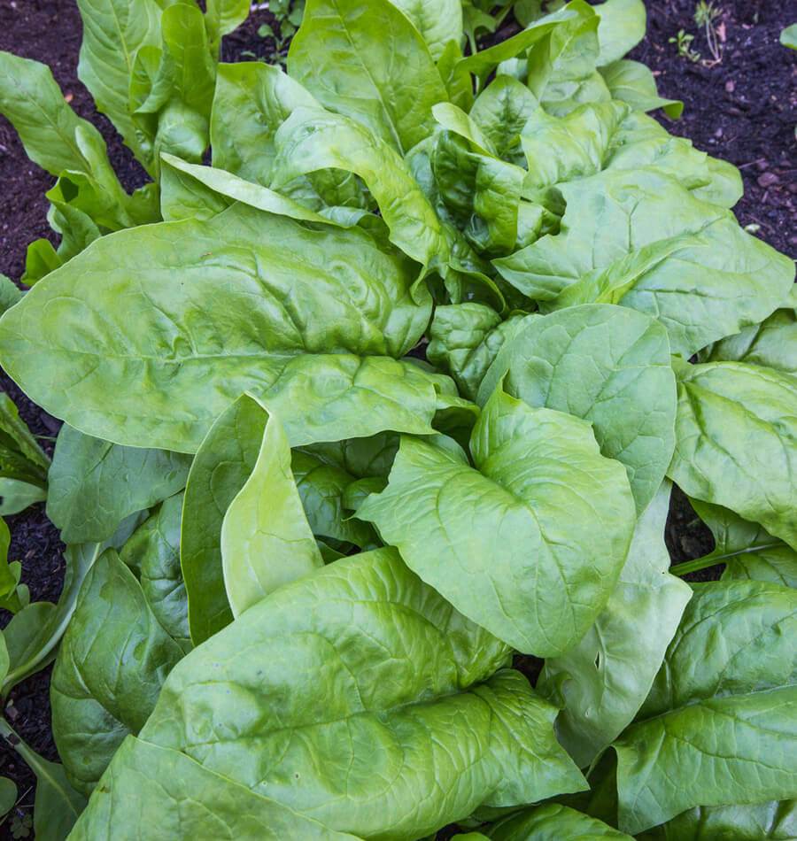 Monstrueux de Viroflay Spinach Seeds – West Coast Seeds