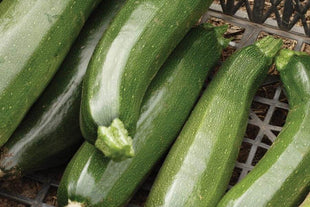 Aspabroc Broccolini Seeds – West Coast Seeds