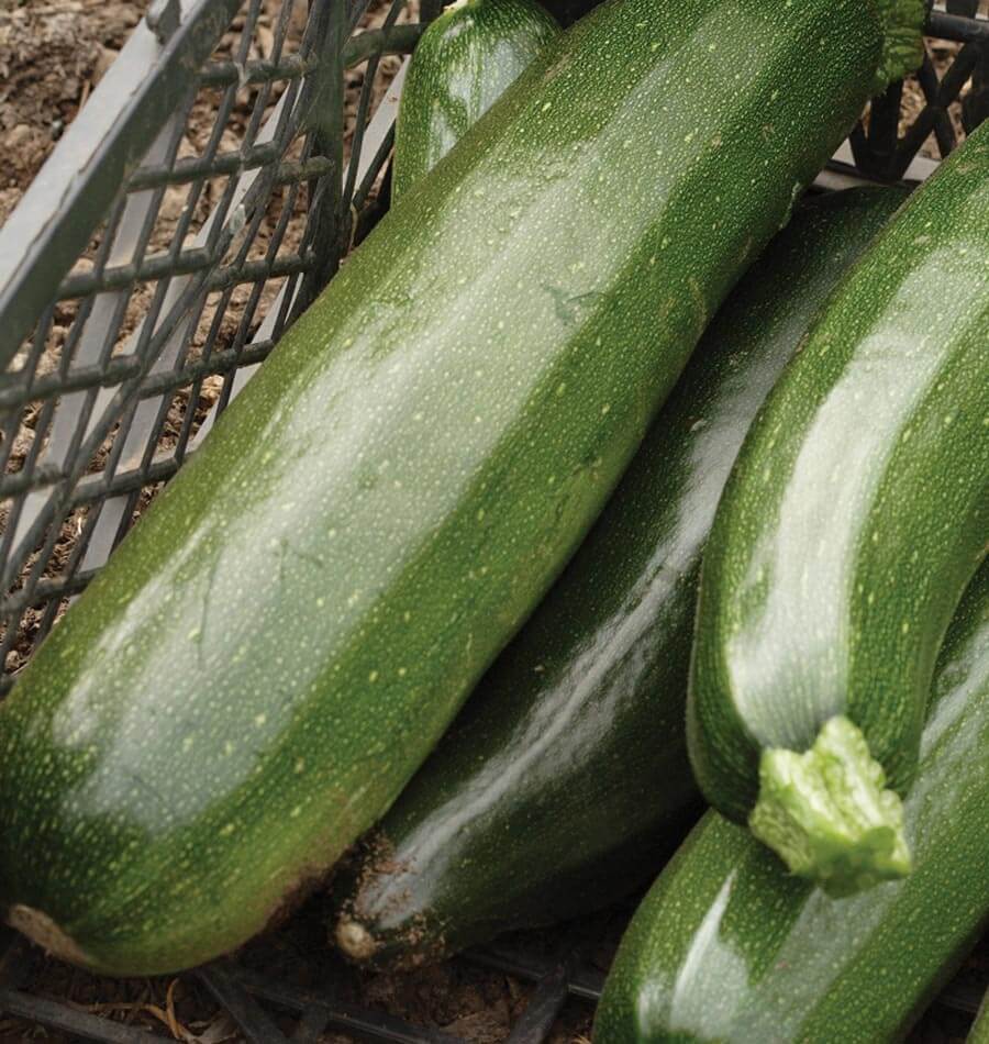 Black Beauty Zucchini Seeds – West Coast Seeds