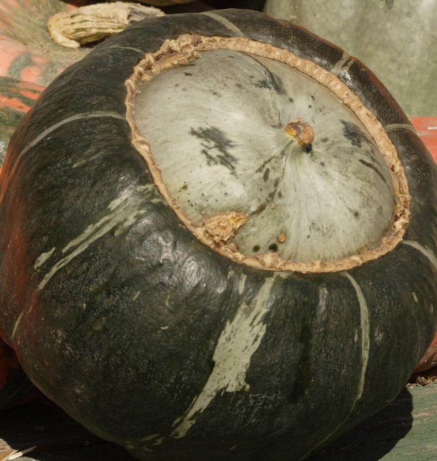 Burgess Buttercup Squash