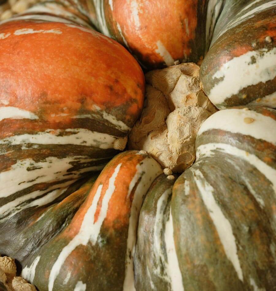 turban squash seeds
