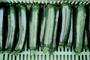 Aspabroc Broccolini Seeds – West Coast Seeds