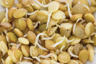 The Poop on Manure | Facts About Manure – West Coast Seeds