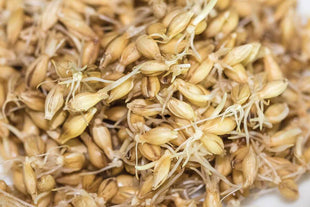 Baby Boo Pumpkin Seeds – West Coast Seeds