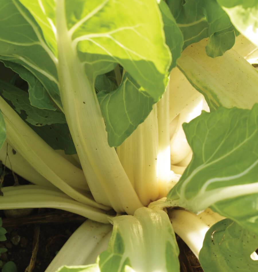 Fordhook Giant Swiss Chard Seeds – West Coast Seeds