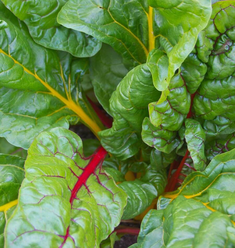 Celebration Swiss Chard Seeds – West Coast Seeds